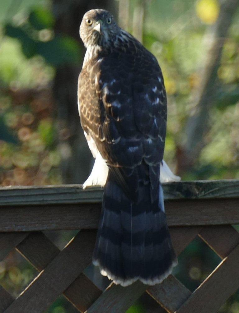 Cooper's Hawk from Cowichan Valley, BC, Canada on November 21, 2017 at ...