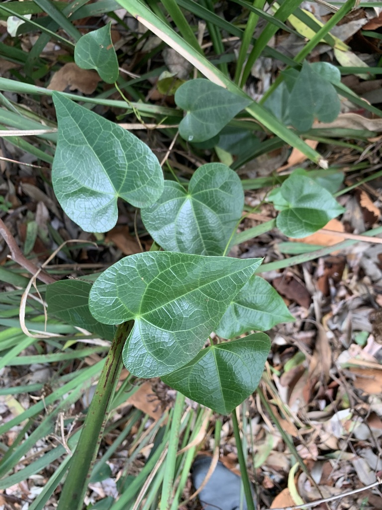 pearl vine from Poulton Park, Hurstville Grove, NSW, AU on March 12 ...