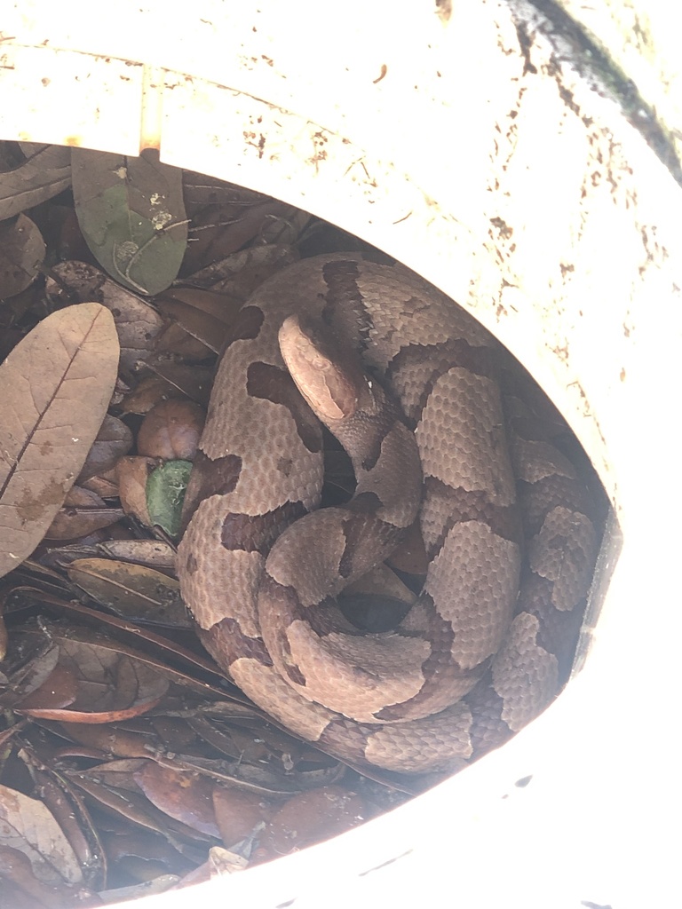 Eastern Copperhead from Skidaway Island, Savannah, GA, US on March 26 ...
