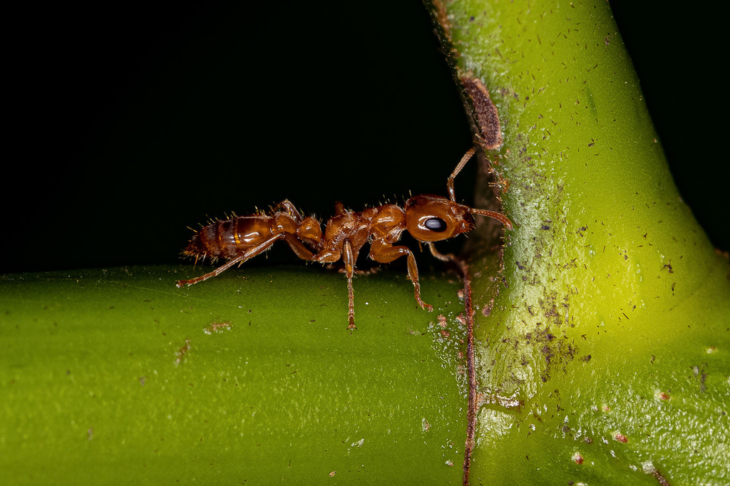 Pseudomyrmex concolor from Panorama, Araçatuba - SP, Brasil on March 19 ...