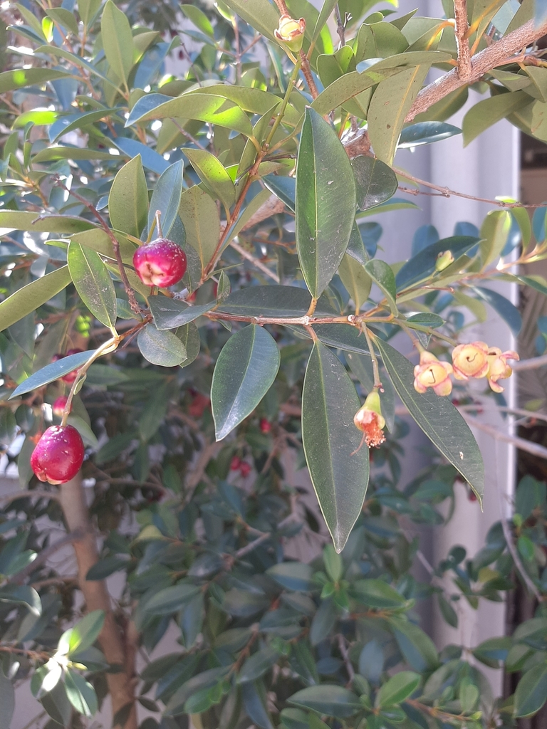 scrub cherry by Heath · iNaturalist