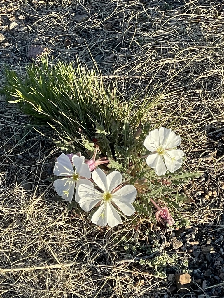 fragrant evening primrose from Prescott National Forest, Cottonwood, AZ ...