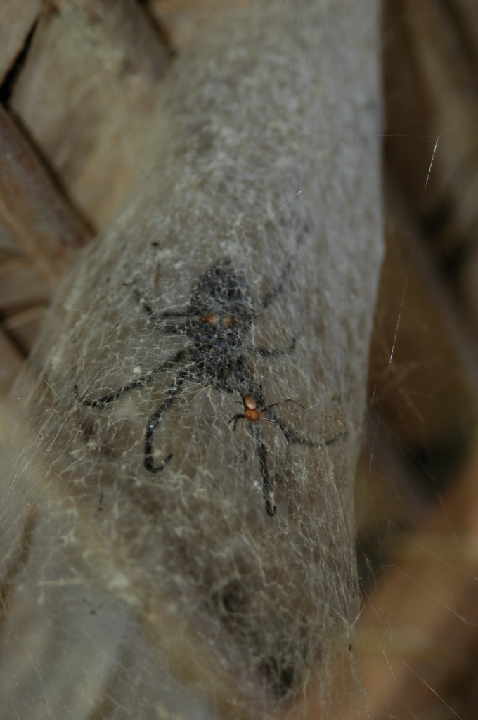 Madagascar Hermit Spider from Alaotra-Mangoro, Madagascar on November ...