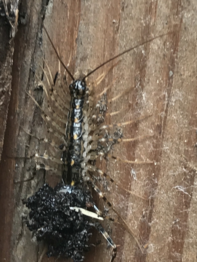 Japanese House Centipede from Wards Meadow Loop, 紐約, NY, US on May 23 ...