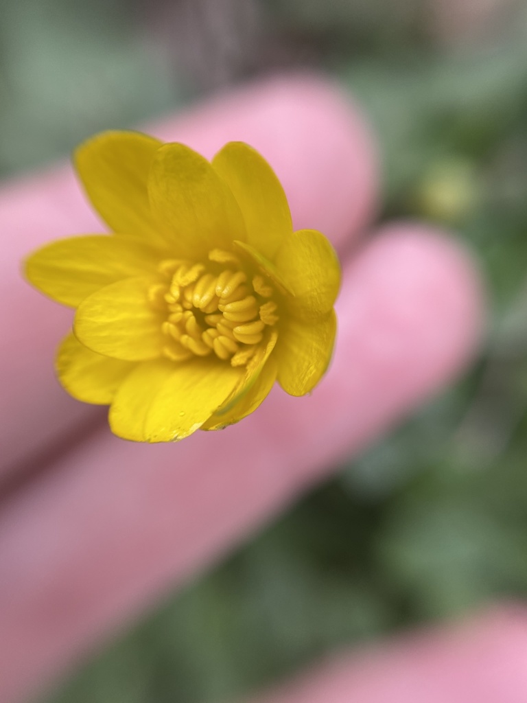 lesser celandine from The Lawrenceville School, Lawrence Township, NJ ...