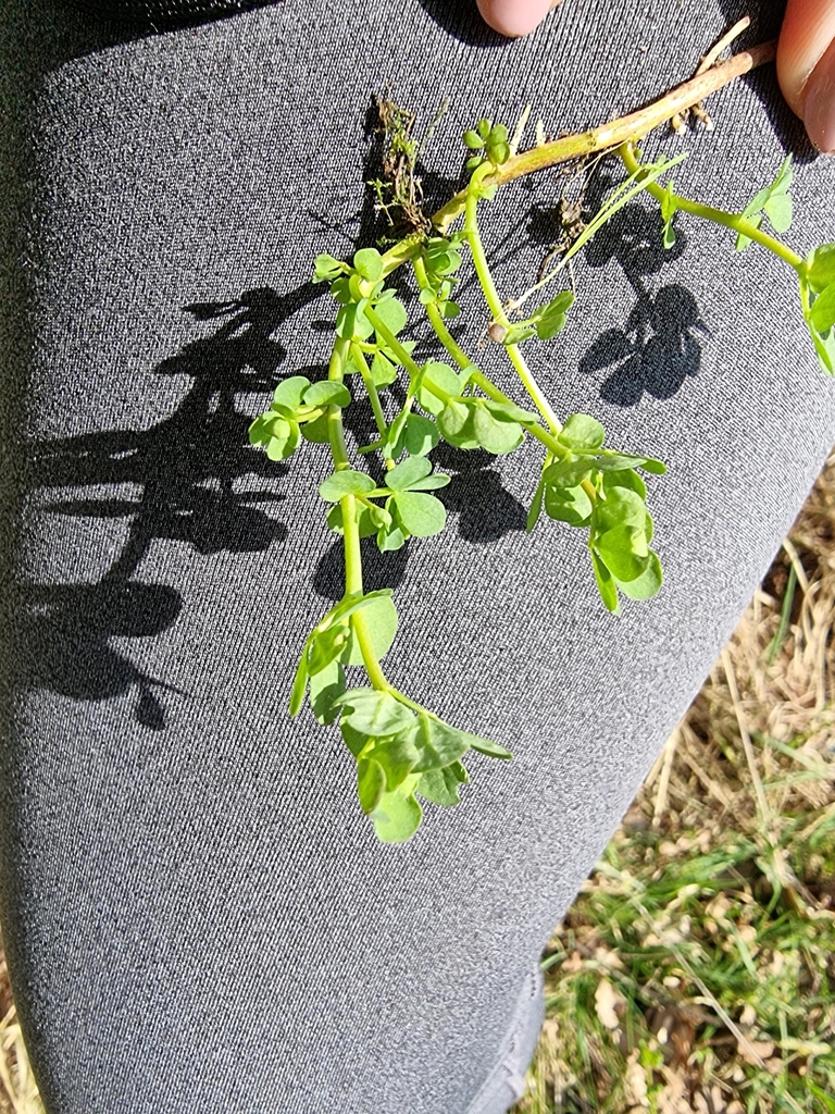 bird's-foot trefoil from Hawswater House, Great Sankey, Warrington WA5 ...