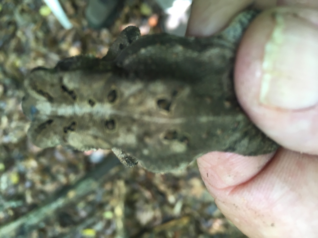 American Toad from Anne Arundel County, US-MD, US on May 23, 2018 at 01 ...