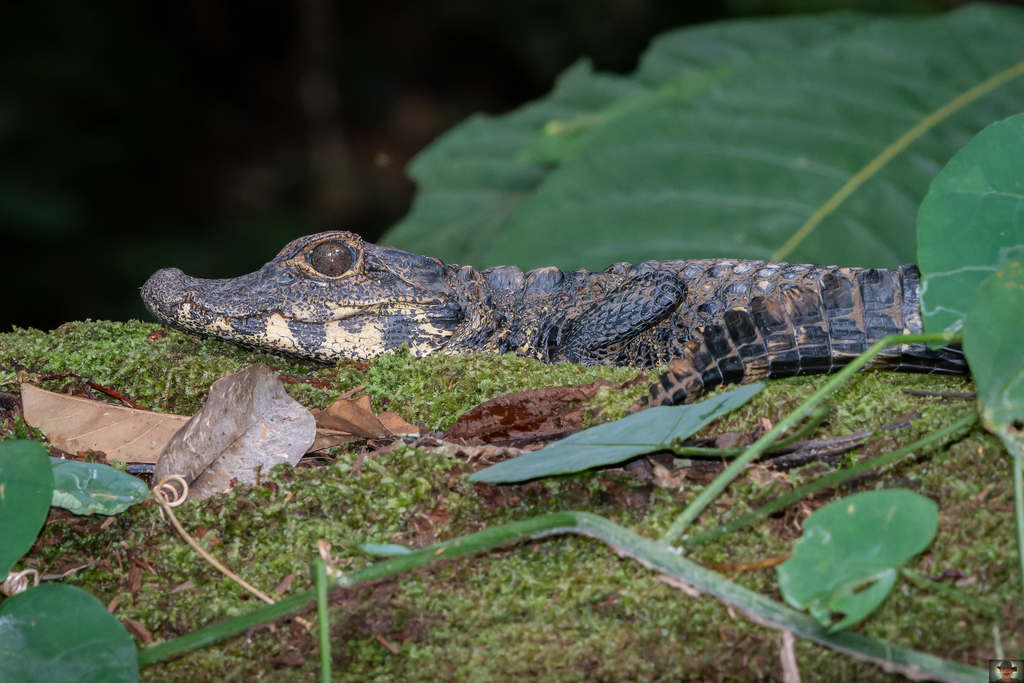 Congo Dwarf Crocodile in March 2022 by Rogério Ferreira · iNaturalist