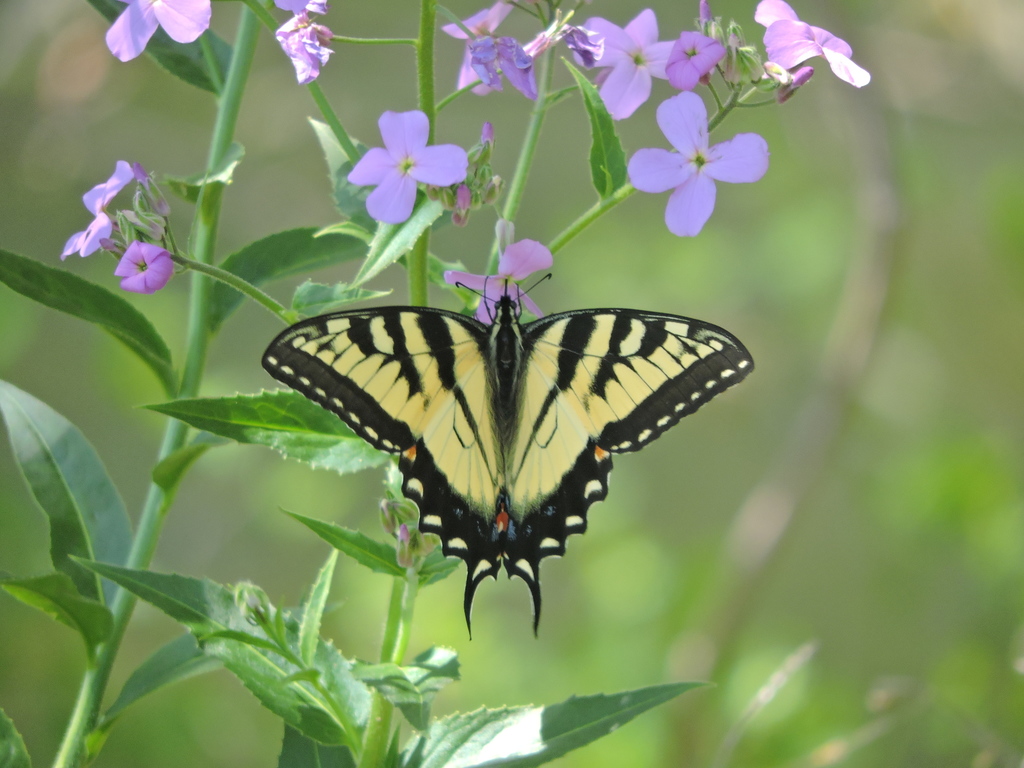 Appalachian Tiger Swallowtail from Smyth County, VA, USA on May 04 ...