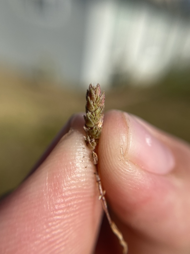 Crassula colligata lamprosperma from S Farber Ave, Glendora, CA, US on ...
