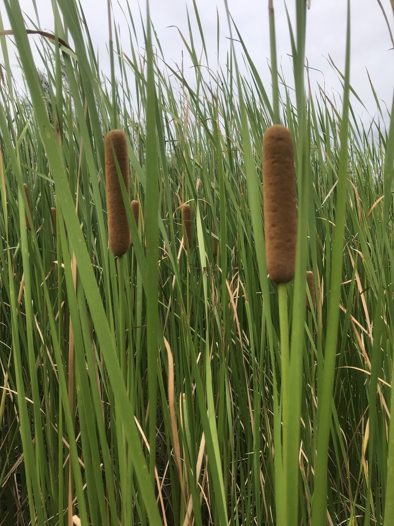 Cattails from 1029–1039 Highway 87, Port Bolivar, TX, US on May 23 ...
