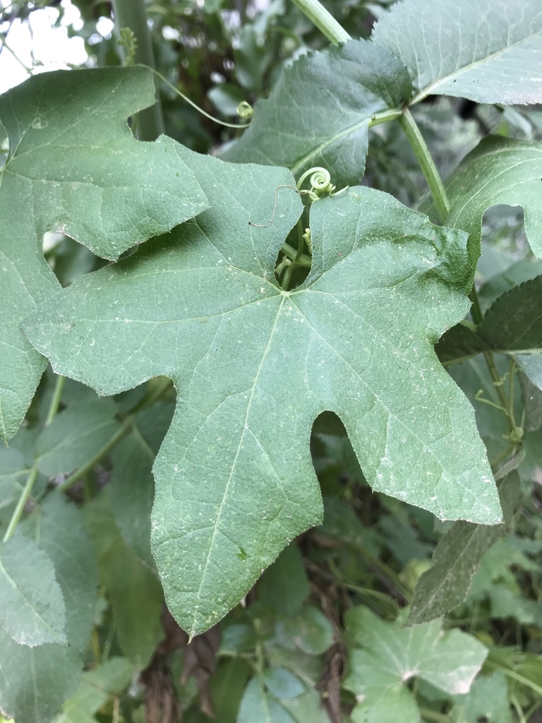 Man-roots from Angeles National Forest, Altadena, CA, US on May 23 ...