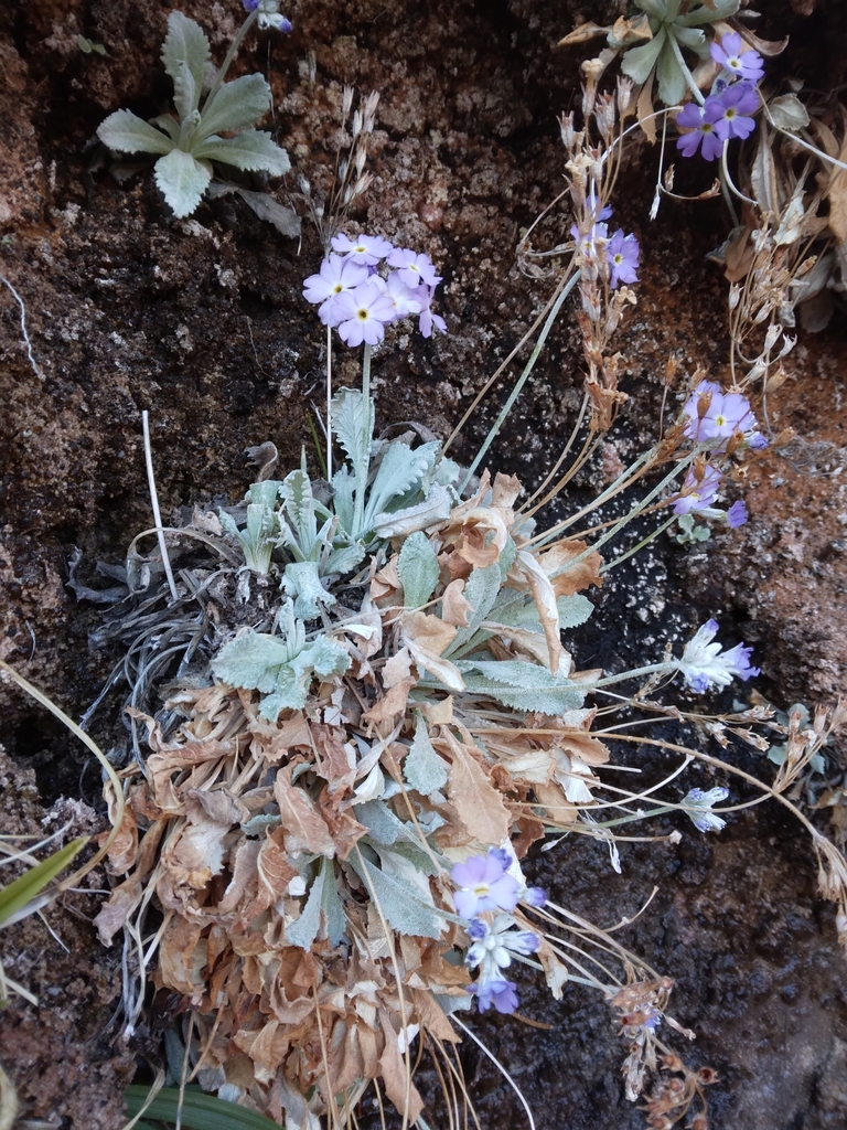Cave-dwelling Primrose from Moab, UT 84532, USA on March 11, 2022 at 05 ...