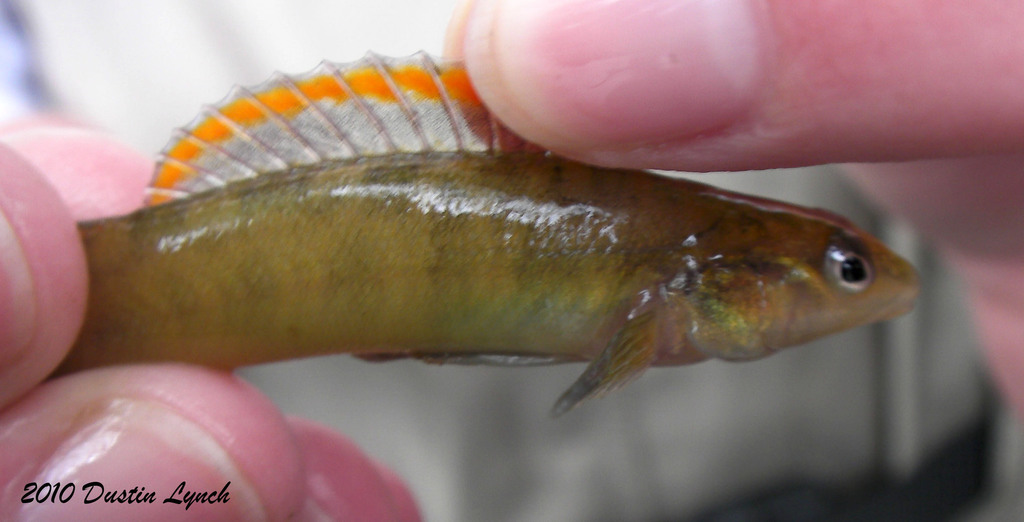 Slenderhead darter from Little River National Wildlife Refuge at Dead ...