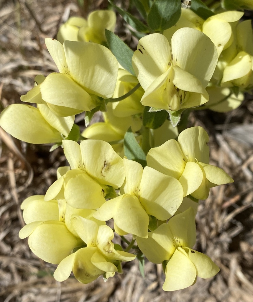 Yellow Wild Indigo from SH-6 N, College Station, TX, US on March 26 ...