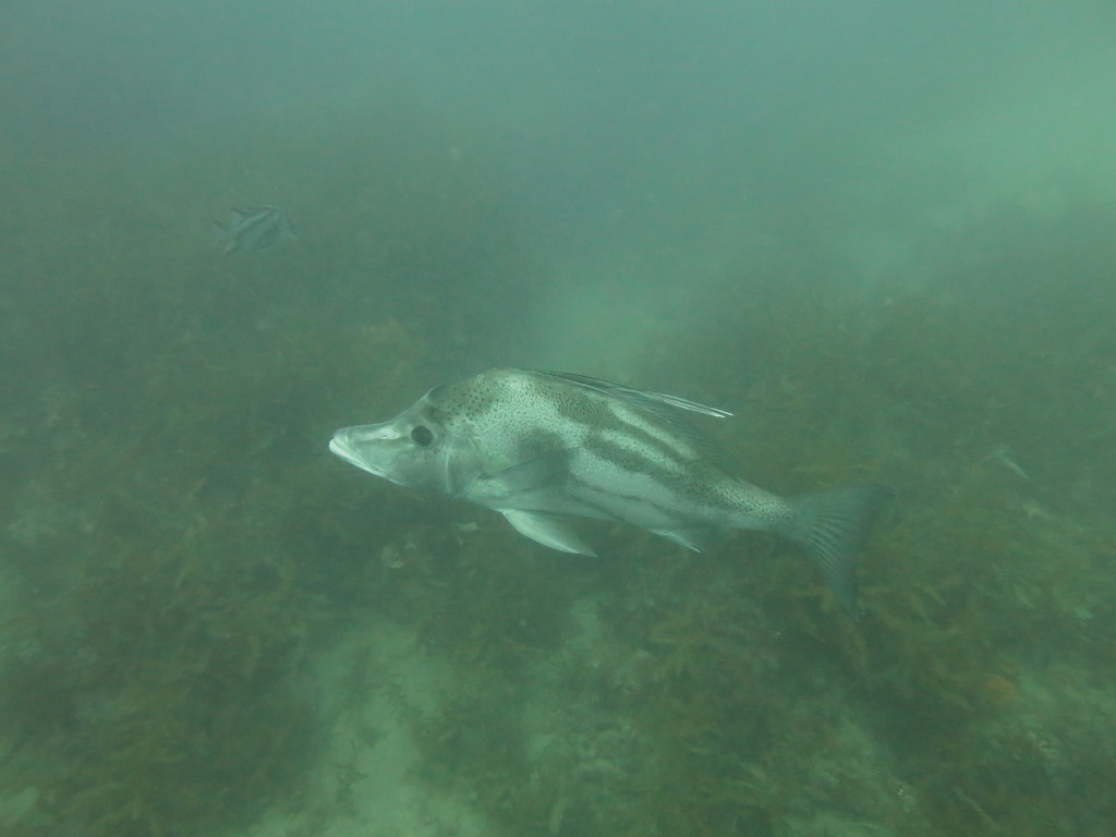 Giant Boarfish from Aldinga SA 5173, Australia on March 27, 2022 at 10: ...