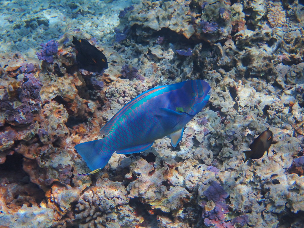 Spectacled Parrotfish from Midway, Midway Atoll, Midway Atoll National ...