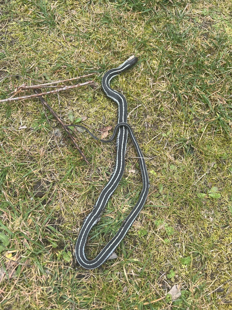 Puget Sound Garter Snake from Waddell Creek Rd SW, Olympia, WA, US on ...