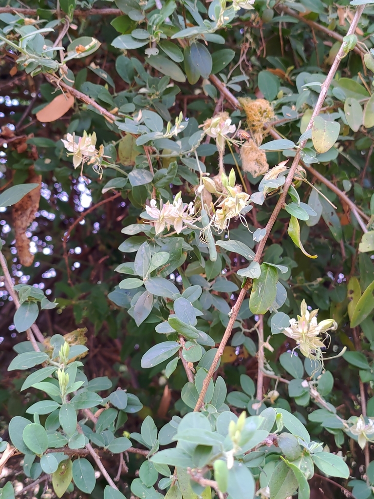 Cadaba fruticosa from 561208, India on March 26, 2022 at 02:43 PM by ...