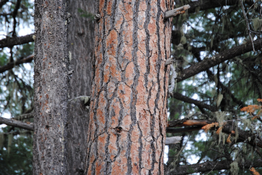 American hard pines from Trinity County, CA, USA on March 26, 2022 at ...