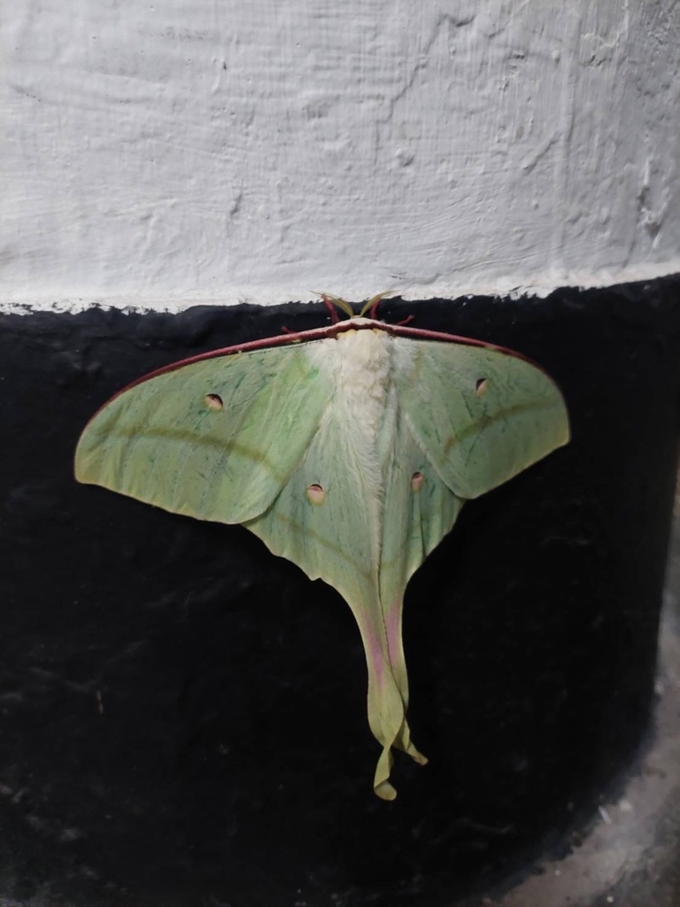 Chinese Moon Moth from 北竿島, 北竿鄉, TW on March 27, 2022 at 04:50 PM by 劉烜 ...