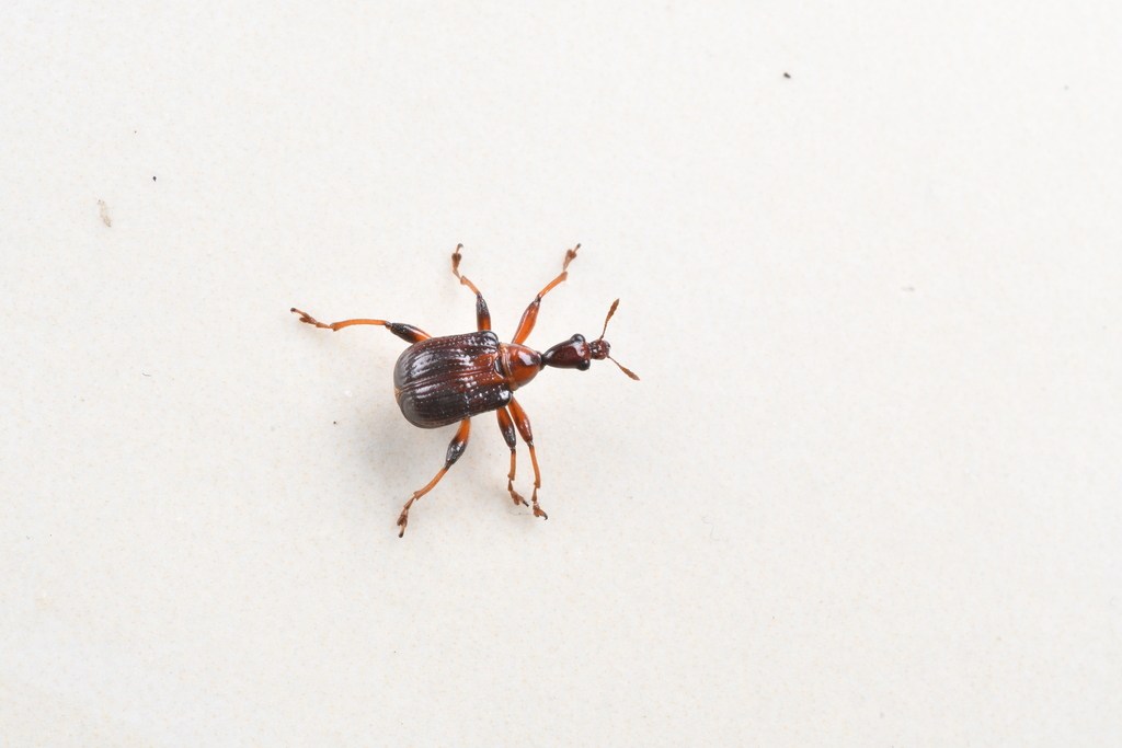 Leptapoderus nigroapicatus from 中国浙江省杭州市建德市 on August 06, 2021 at 10:21 ...