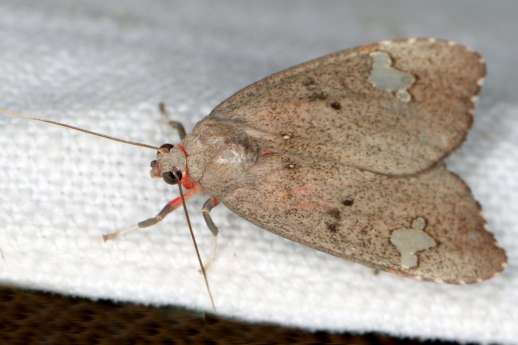 Melese chiriquensis from Pérez Zeledón, San José, Costa Rica on ...