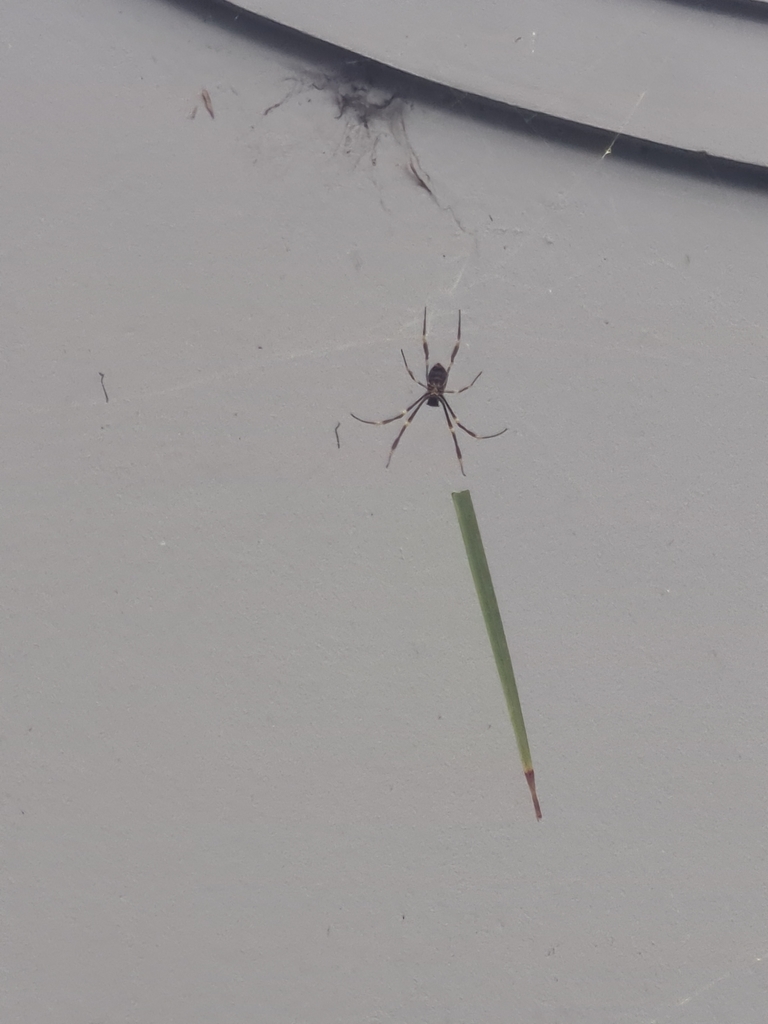 Tiger Spider from Chinese Garden of Friendship on March 26, 2022 at 04: ...
