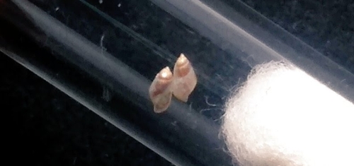 Melanella tanabensis · iNaturalist