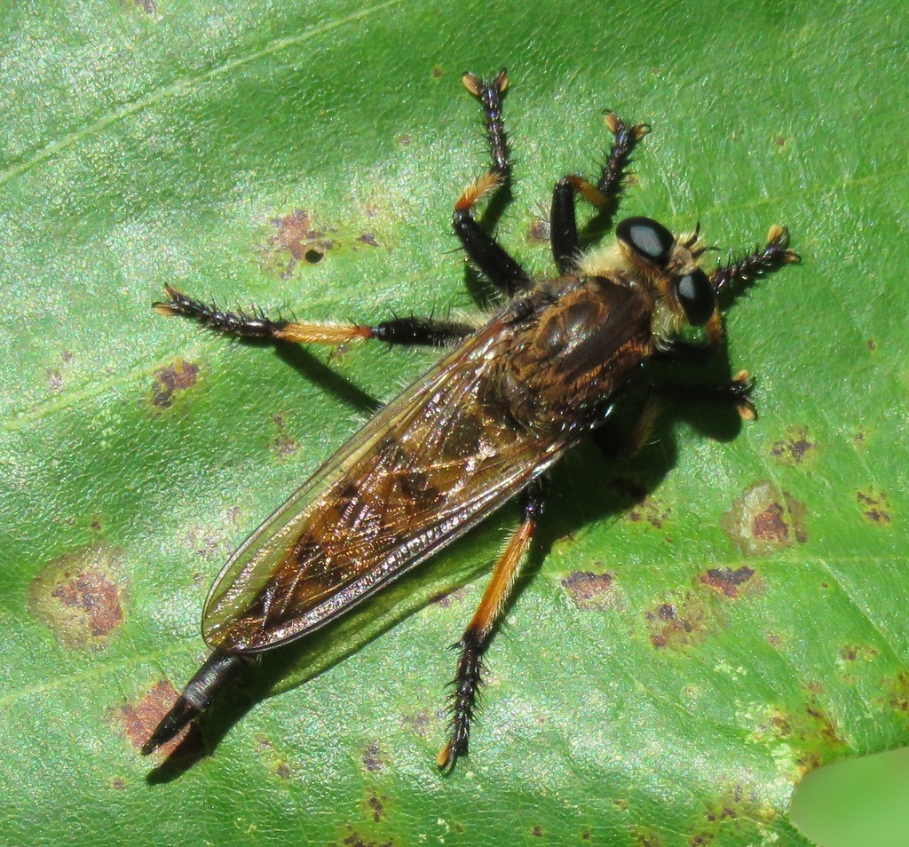 Red-footed Cannibal Fly from Fentress County, TN, USA on September 23 ...