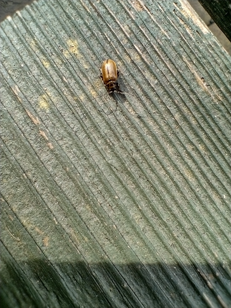 Heather Beetle from Peter Row, Hebden Bridge HX7 5SE, UK on March 27 ...