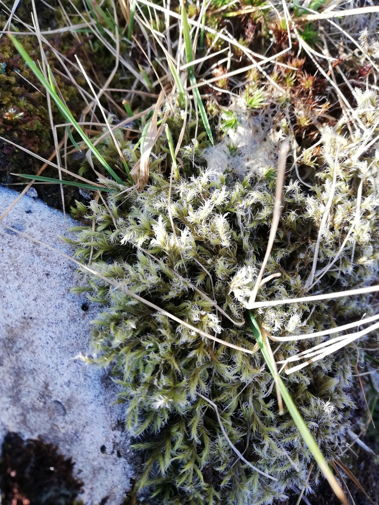 Woolly Fringe-moss from Faroe Islands on March 27, 2022 at 11:43 AM by ...