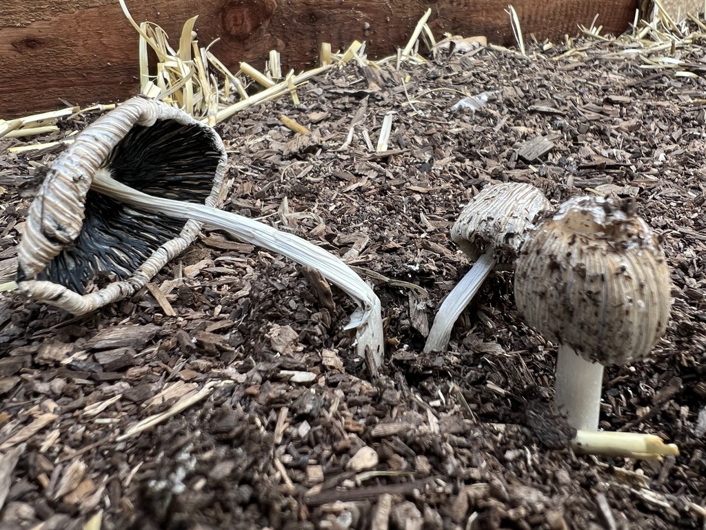 flocculose inkcap in March 2022 by Alexander Anthony Felli. Some type ...