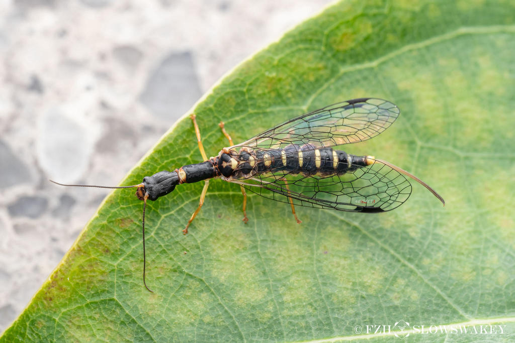 Inocellia aspouckorum from 中国江苏省南京市鼓楼区 on March 27, 2022 at 01:12 PM by ...