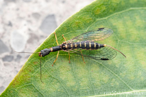 Inocellia aspouckorum · iNaturalist