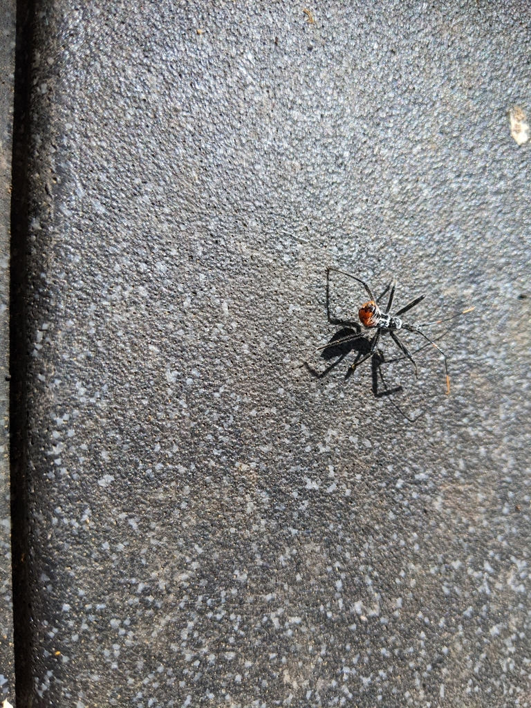 North American Wheel Bug from Clearwater, FL 33759, USA on March 27 ...