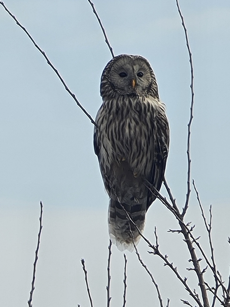 Ural Owl from Orastioara de Sus, Romania on March 27, 2022 at 12:11 PM ...