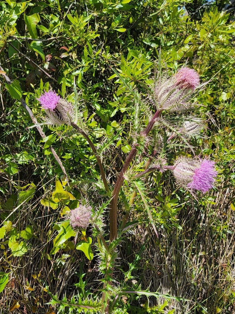bristle thistle from Governor's Walk, Tallahassee, FL, USA on March 27, 2022 at 02:02 PM by ...