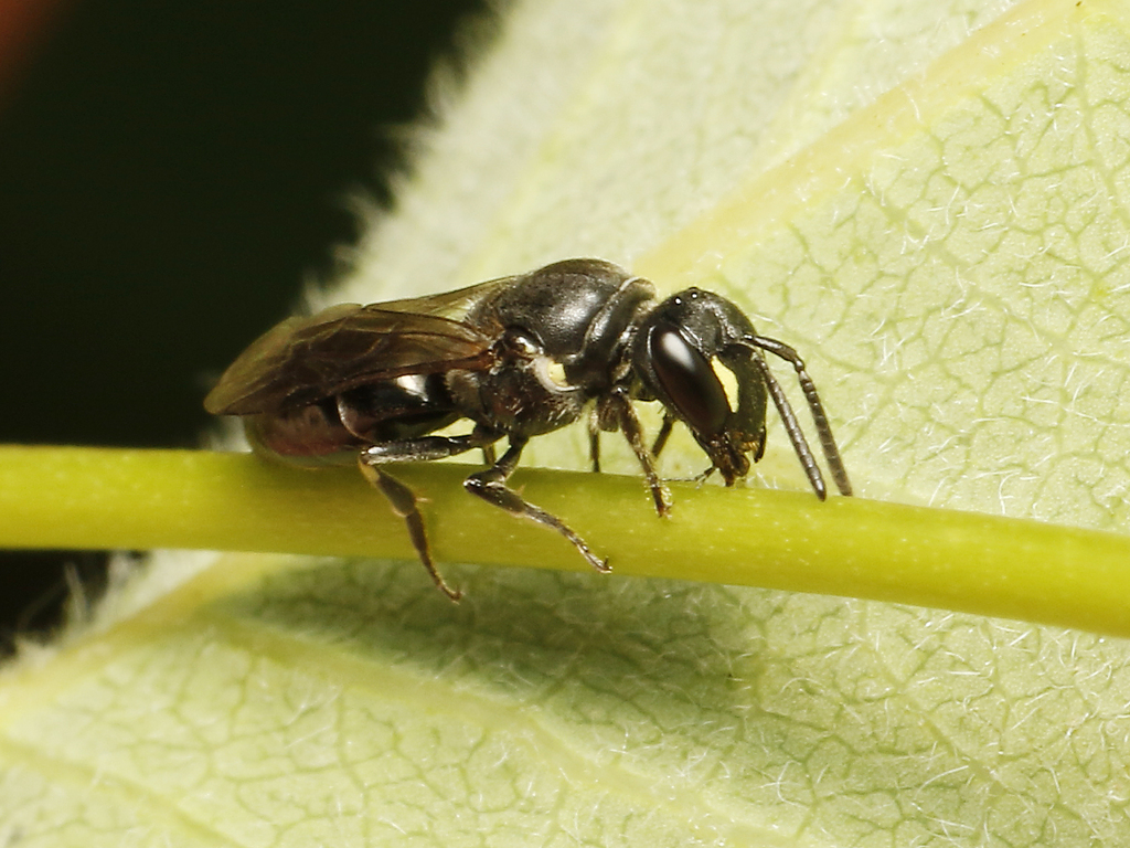 Vertical Masked Bee from Grant Creek Bog, Renfrew County, Ontario on ...