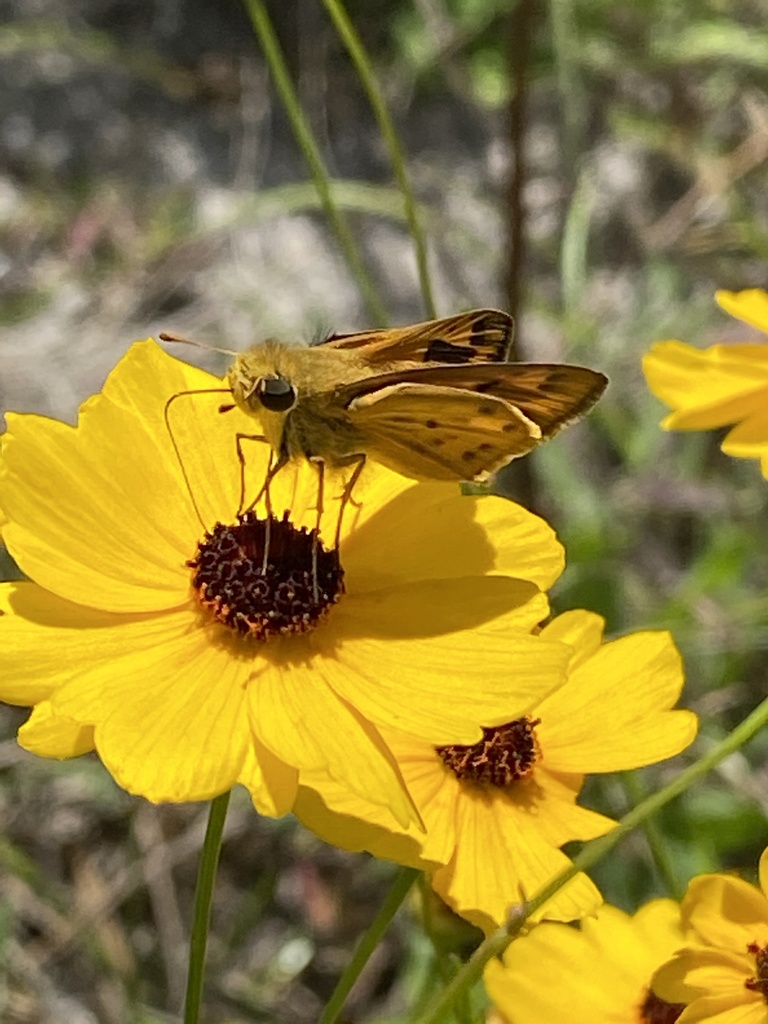 Fiery Skipper from Manatee County, US-FL, US on March 27, 2022 at 12:59 ...