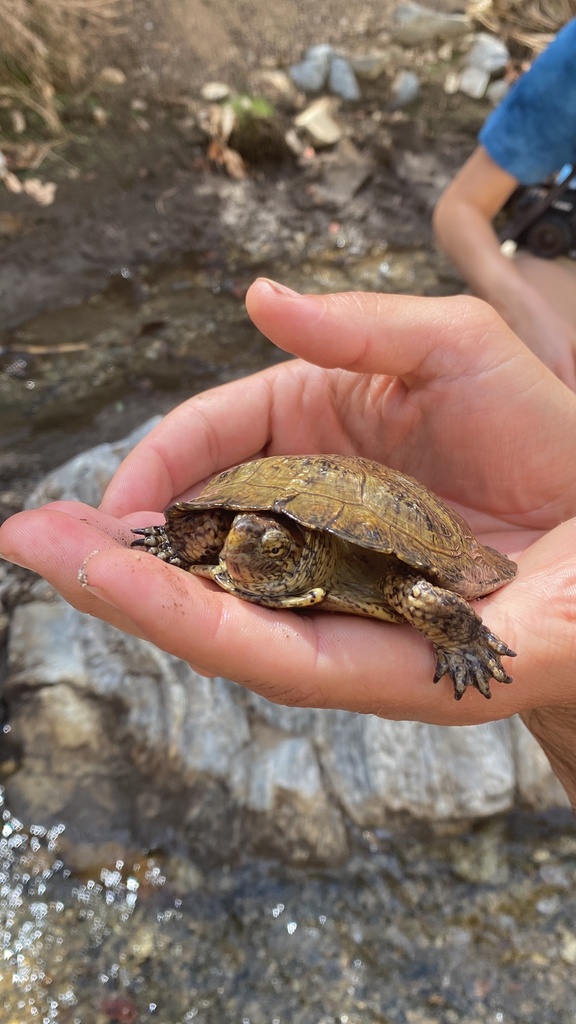 Western Pond Turtle from Angeles National Forest, Lake Hughes, CA, US ...
