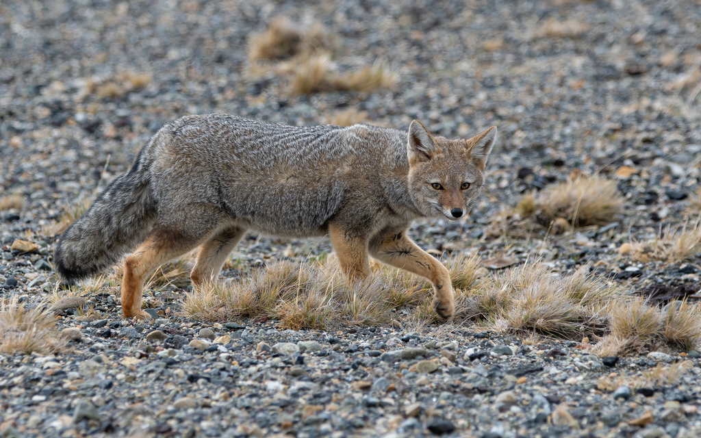 Chilla from Magallanes Province, Magallanes and Chilean Antarctica ...