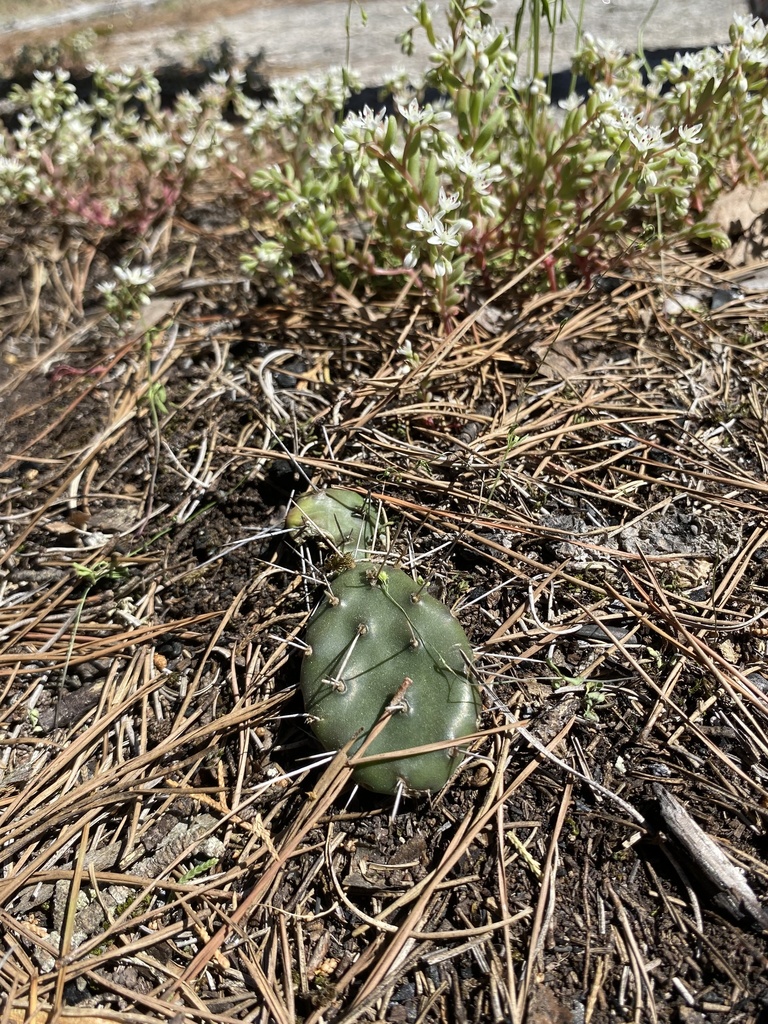 Creeping Cactus from Kershaw, SC, US on March 27, 2022 at 12:30 PM by ...