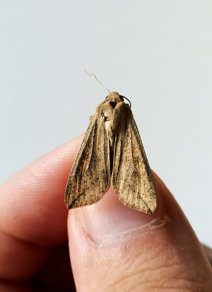 Northern armyworm from Unitec Institute of Technology, Mt Albert Campus ...