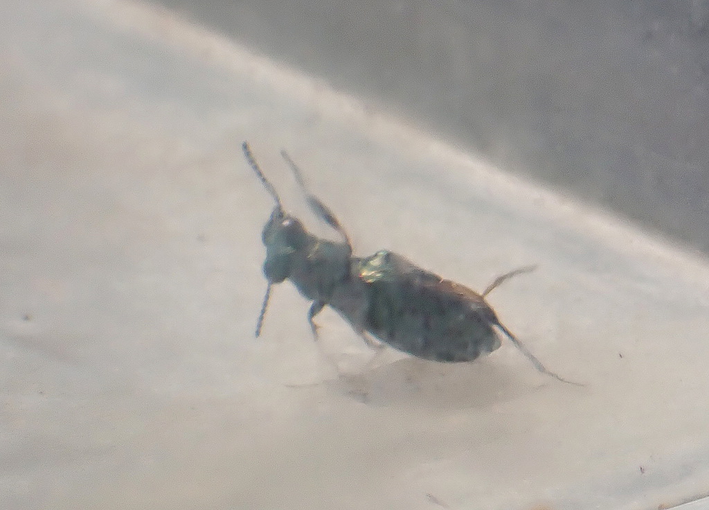 Delta Green Ground Beetle in March 2022 by Jane Hartman · iNaturalist