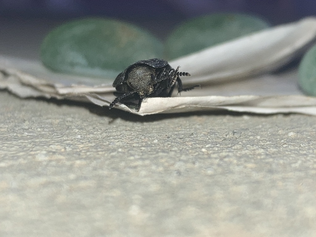 Spinach Carrion Beetle from Zion Ln, Casper, WY, US on March 27, 2022 ...