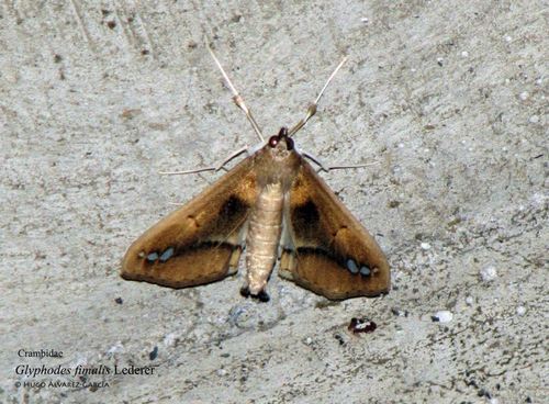 Diaphania fumosalis · iNaturalist United Kingdom