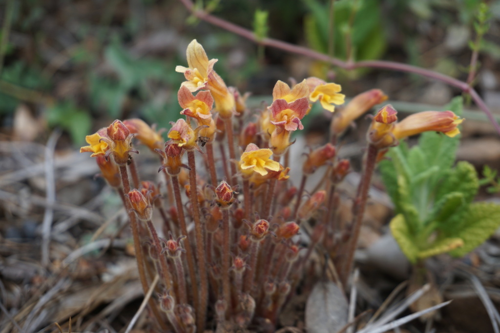 yellow clustered broomrape from Napa County, CA, USA on March 27, 2022 ...
