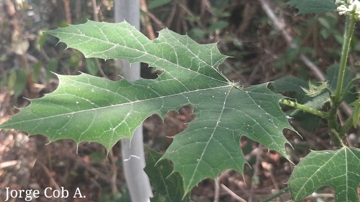 tree spinach from 77966 Laguna Guerrero, Q.R., México on March 26, 2022 ...