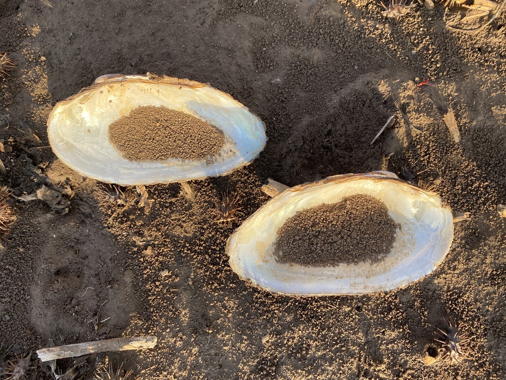 Pondhorn from Oklahoma City, OK, US on March 27, 2022 at 06:44 PM by ...